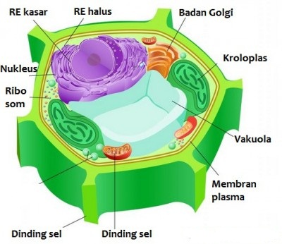 Tabel Perbedaan Sel Hewan Dan Sel Tumbuhan tabel-perbedaan-sel-hewan-dan-sel-tumbuhan
