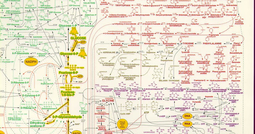 Mapa Metabolico Completo Bioquimica Rotas Metab Licas Rutas Metabolicas - Bank2home.com