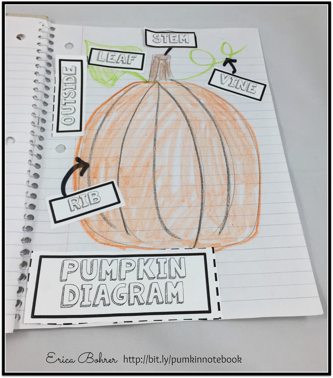 Pumpkin Interactive Science Notebook