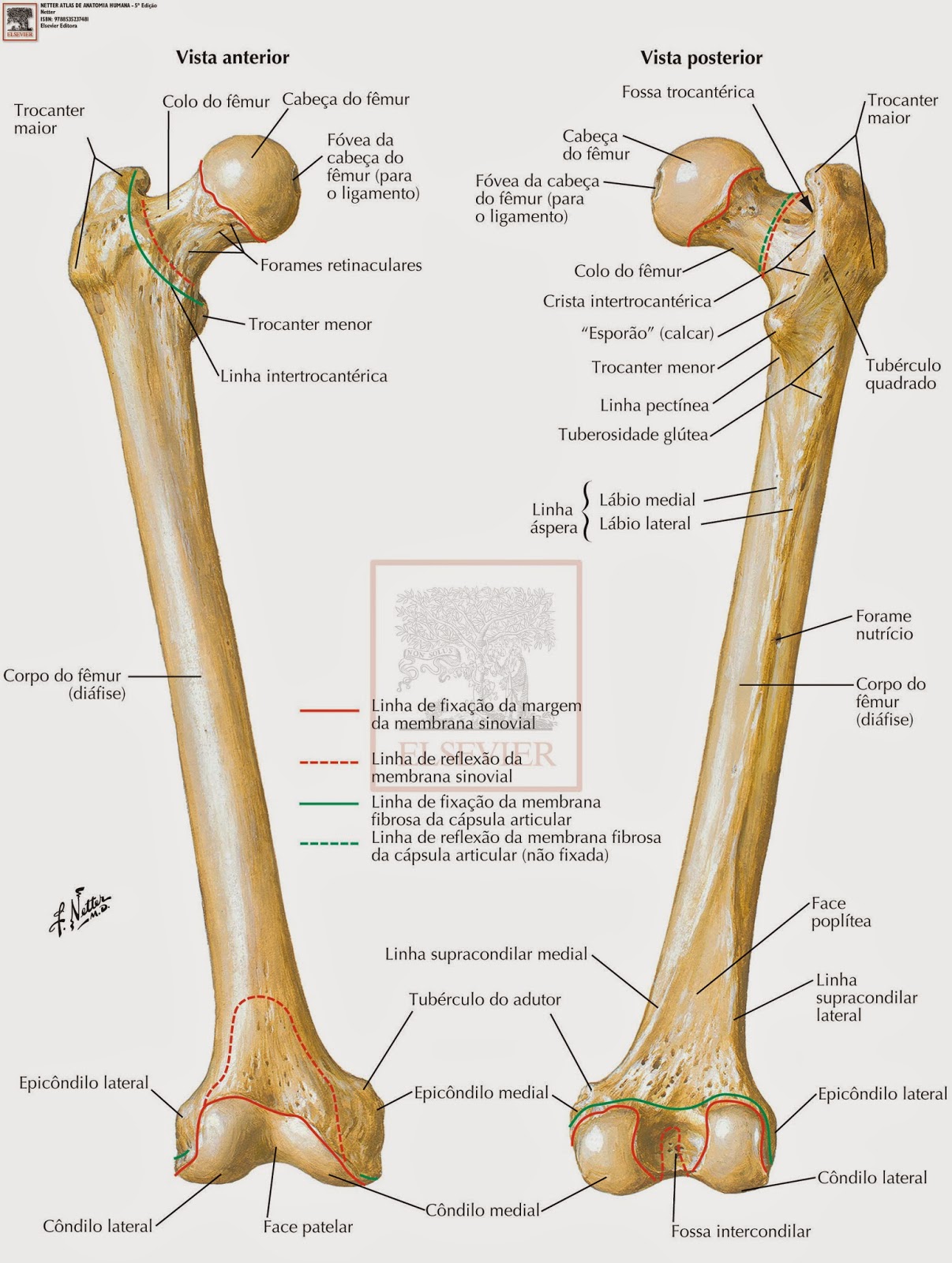 Partes Del Femur Anatomia | Images and Photos finder Partes Del Femur Anatomia | Images and Photos finder