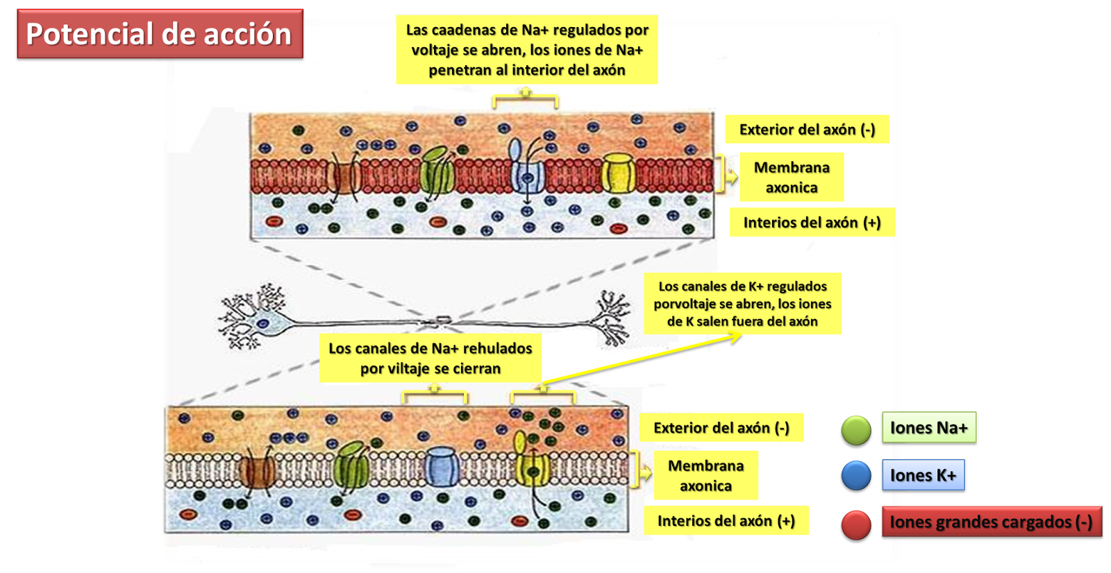 Fisiologia Basica: POTENCIAL DE ACCIÓN Fisiologia Basica: POTENCIAL DE ACCIÓN