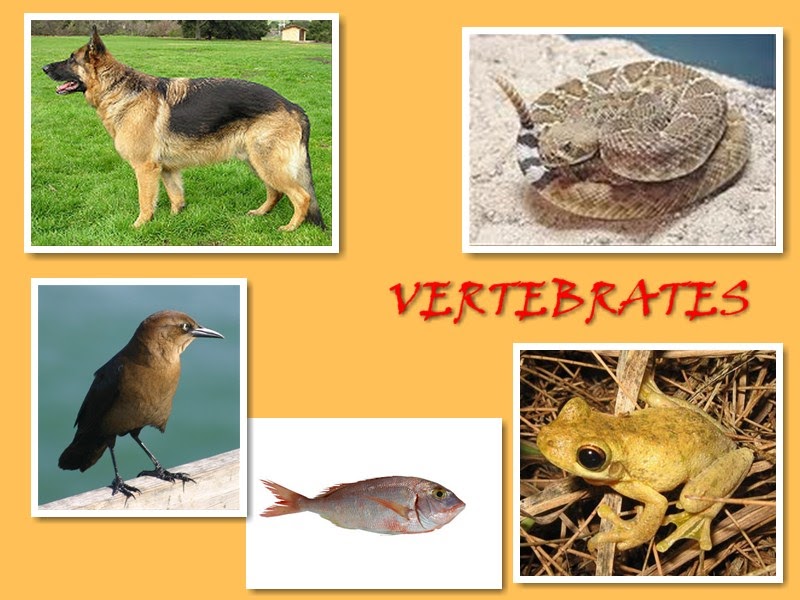 CIUDAD DE CÓRDOBA 3º SCIENCE BLOG: VERTEBRATES