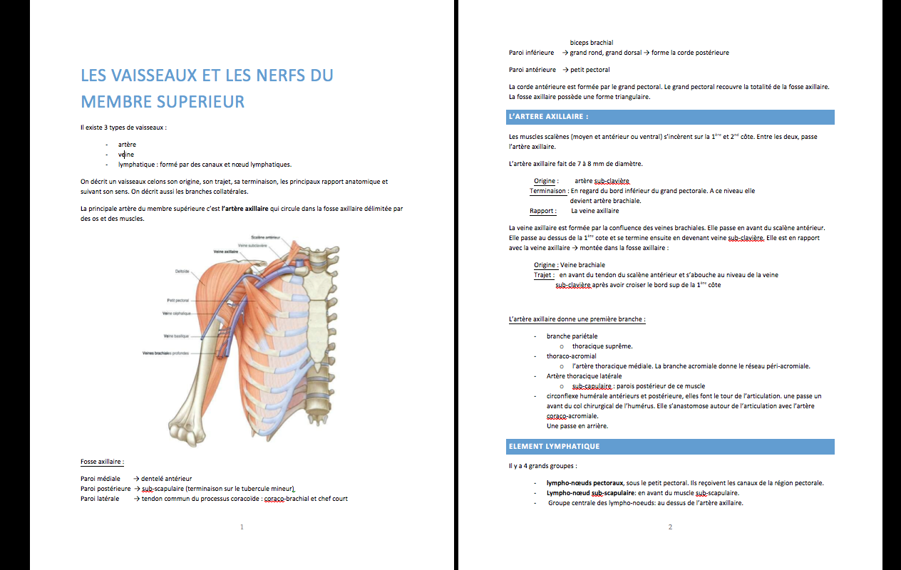 Cours médecine PACES: Anatomie