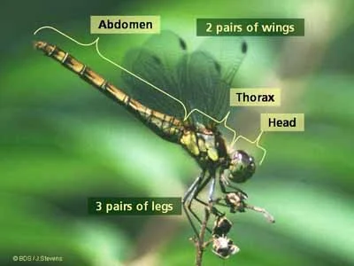 Amazing Dragonfly Insect - Dragonfly Facts, Images, Information ...