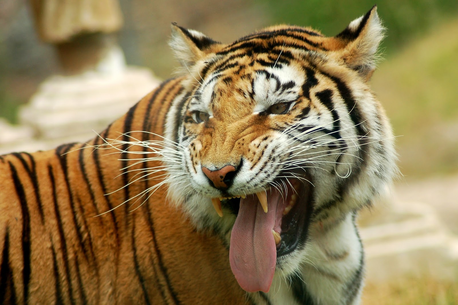 Cool Picture Collection 25 Beautiful Tiger Pictures cool-picture-collection-25-beautiful-tiger-pictures