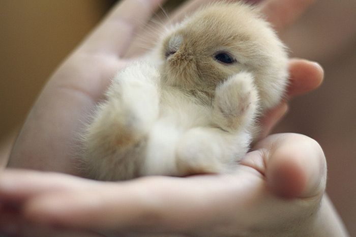 Funniest And Cute Tiny Animals Funny And Cute Animals funniest-and-cute-tiny-animals-funny-and-cute-animals