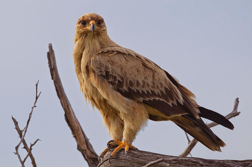 World Bird Sanctuary: Tawny Eagles