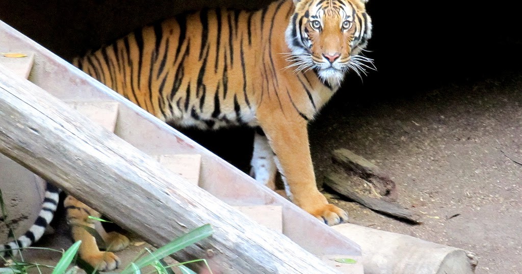 Life with Dylan: Lions, Tigers & Leopards Oh my! Big Cat Week is coming ...