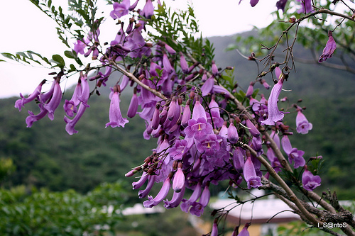 Caroba-roxa - Jacaranda puberula Cham. | Natureza Bela