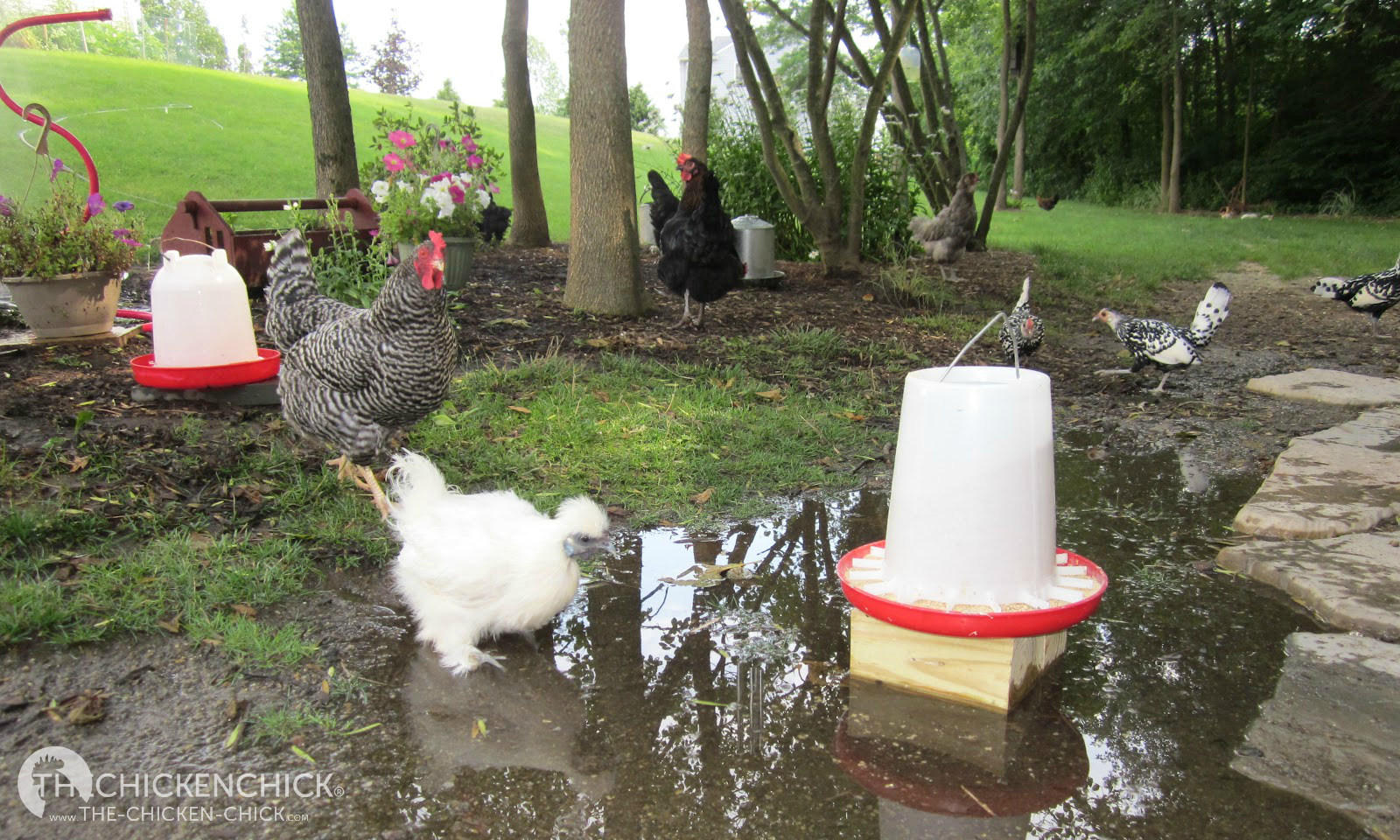 Why Water is Critically Important to Chickens | The Chicken Chick® Why Water is Critically Important to Chickens | The Chicken Chick®