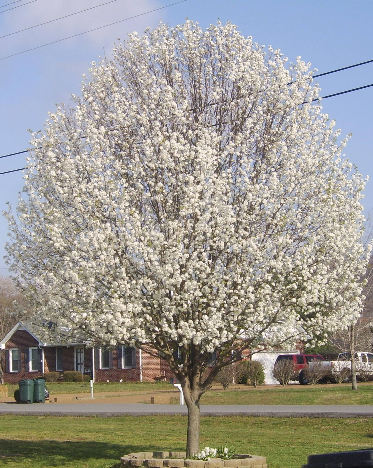 My Enchanting Cottage Garden 5 Good Reasons To Grow A Pear Tree my-enchanting-cottage-garden-5-good-reasons-to-grow-a-pear-tree