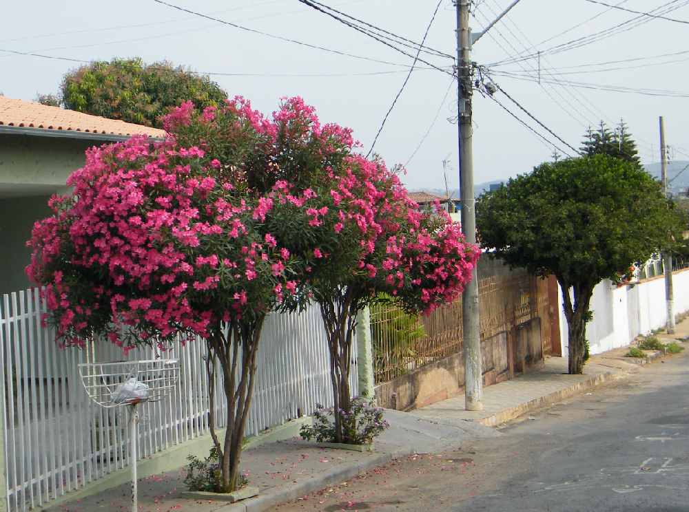 Espirradeira Nerium oleander