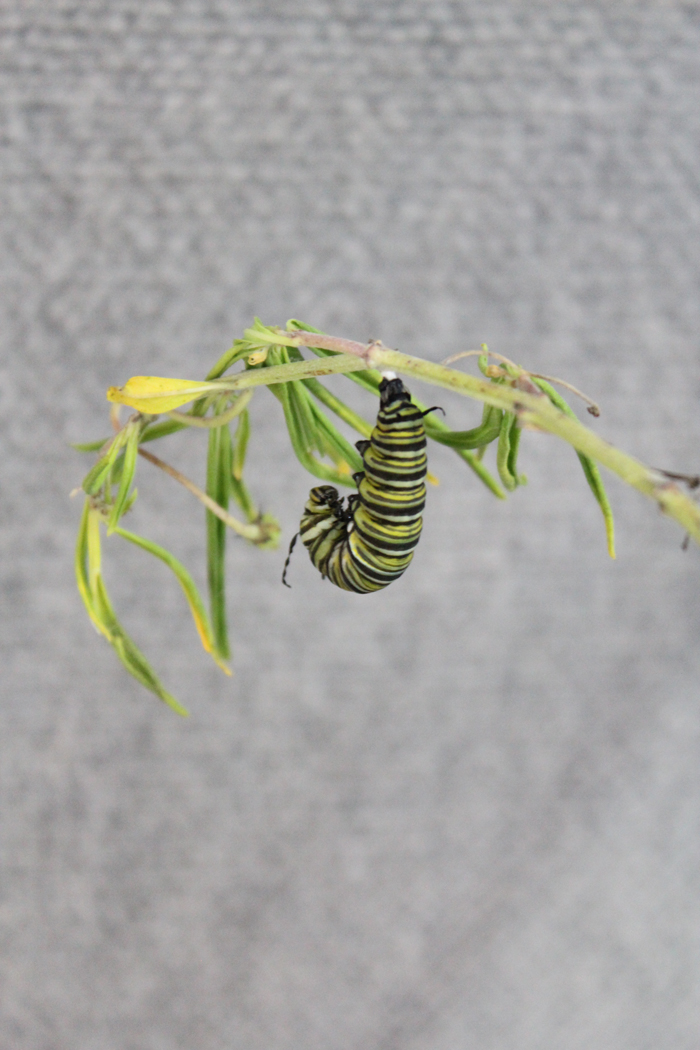 Learning about Monarch Caterpillars - Little Lifelong Learners