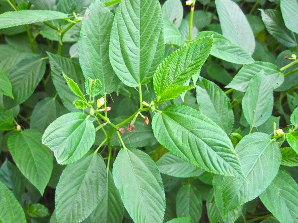 Some Leafy Vegetables And Herbs Found In Nigeria And Their Uses some-leafy-vegetables-and-herbs-found-in-nigeria-and-their-uses