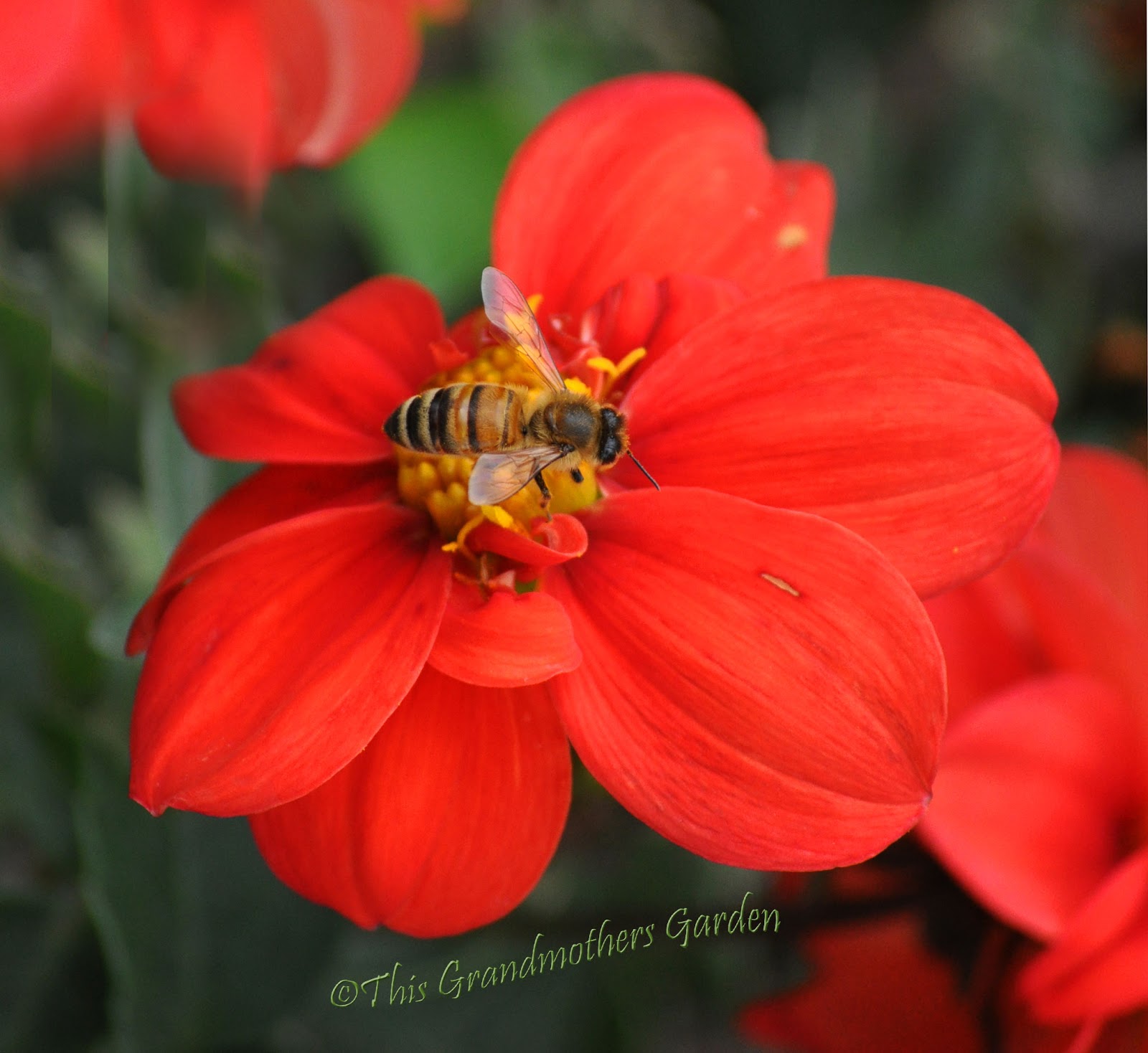 This Grandmother s Garden The Tender Mercies Of The Lord this-grandmother-s-garden-the-tender-mercies-of-the-lord