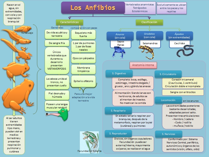 Esquemas, diagramas, gráficos y mapas conceptuales.: Los Anfibios