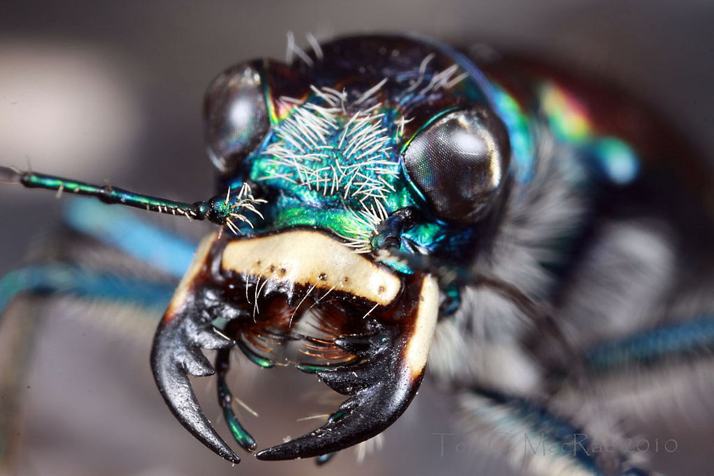 Real Monstrosities: Tiger Beetle