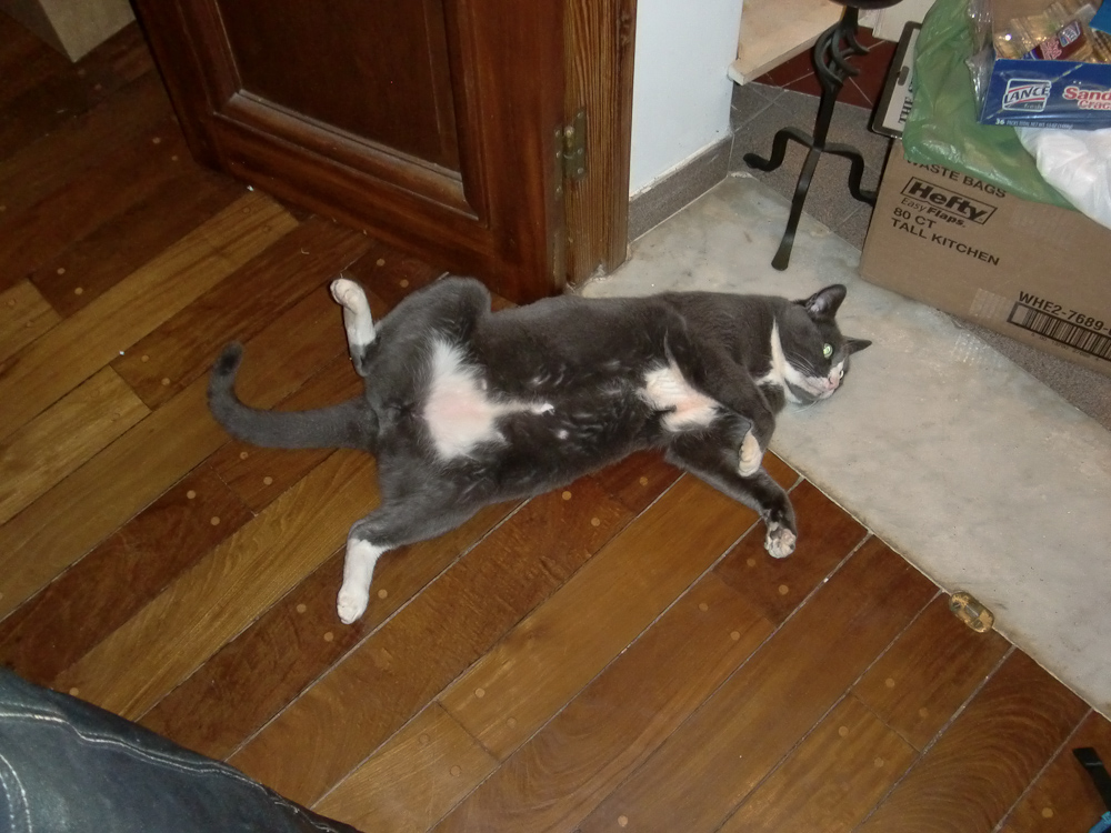 Committed Stitcher: For Ana