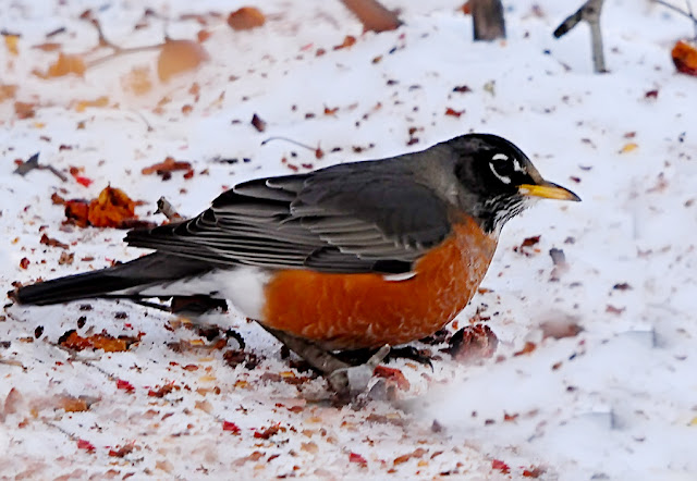 Birding Is Fun!: Birds in Winter