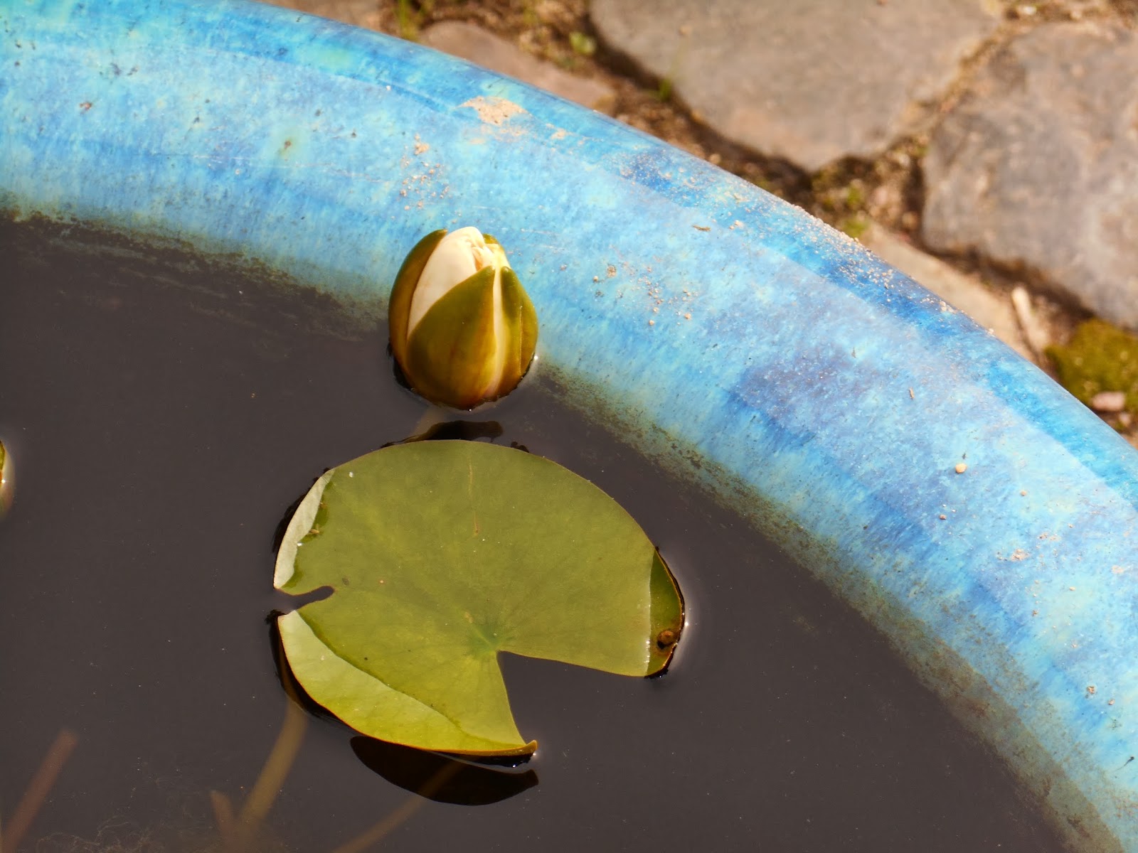 Committed Stitcher: Back Outside