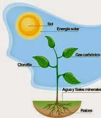 En un mundo plantástico! · · ·: ¿Qué necesitan las plantas para vivir?