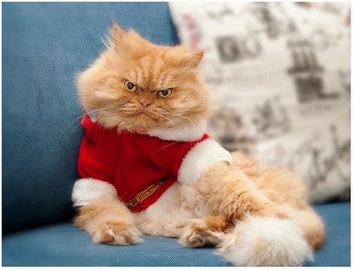 Kucing Berwajah Garang - Gaban Comel Kucing Berwajah Garang - Gaban Comel