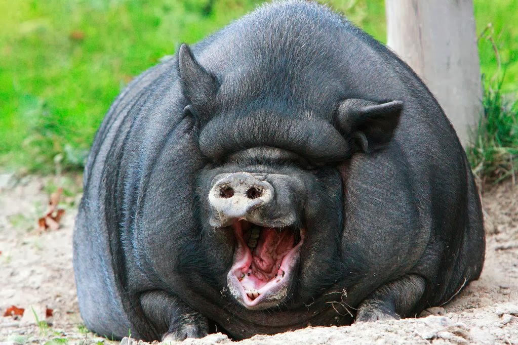 Funny Animals Of The Week 28 February 2014 40 Pics Amazing Creatures funny-animals-of-the-week-28-february-2014-40-pics-amazing-creatures