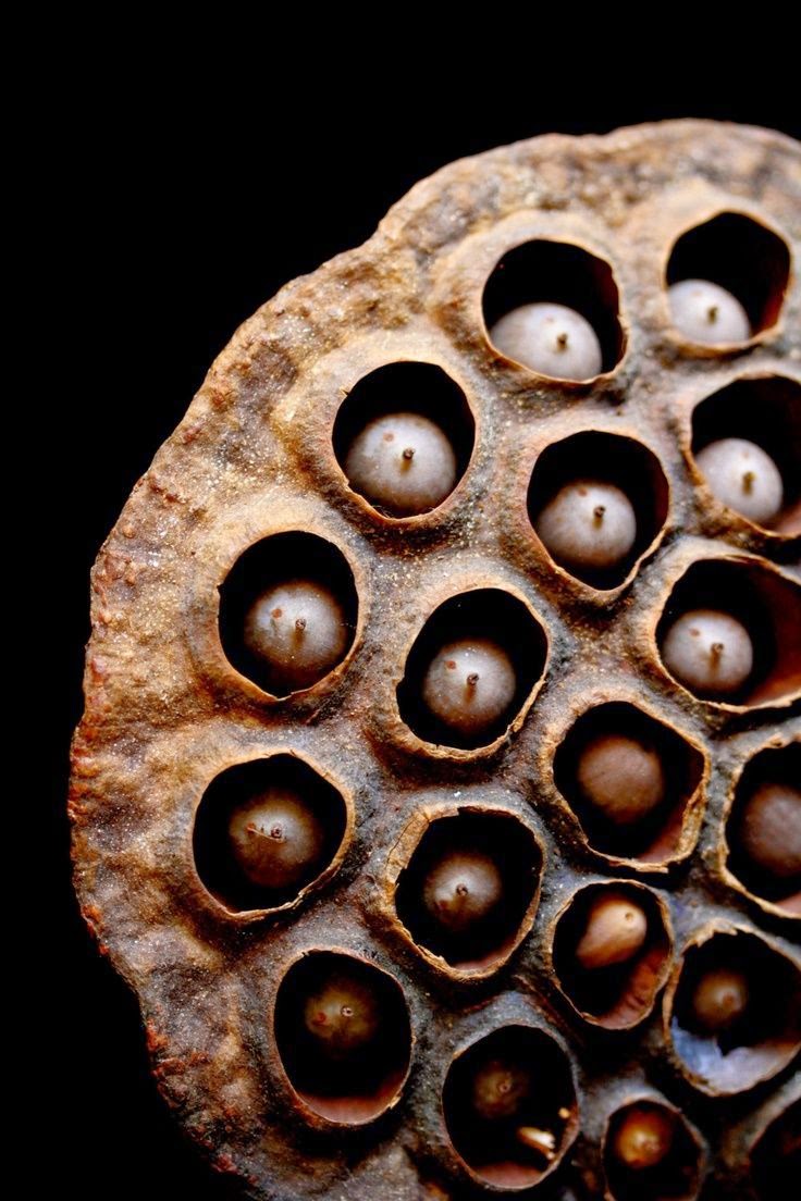 Trypophobia The Lotus Seed Pod Phobia Philippines Viral News trypophobia-the-lotus-seed-pod-phobia-philippines-viral-news