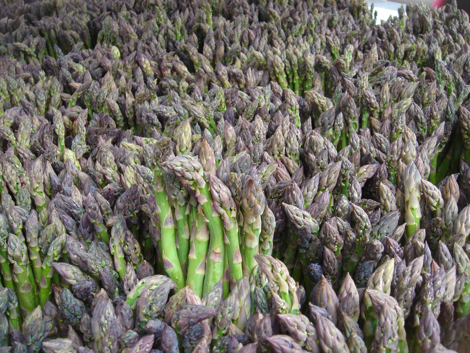 HOW TO GROW ASPARAGUS FROM SEED INDOORS The Garden Of Eaden how-to-grow-asparagus-from-seed-indoors-the-garden-of-eaden