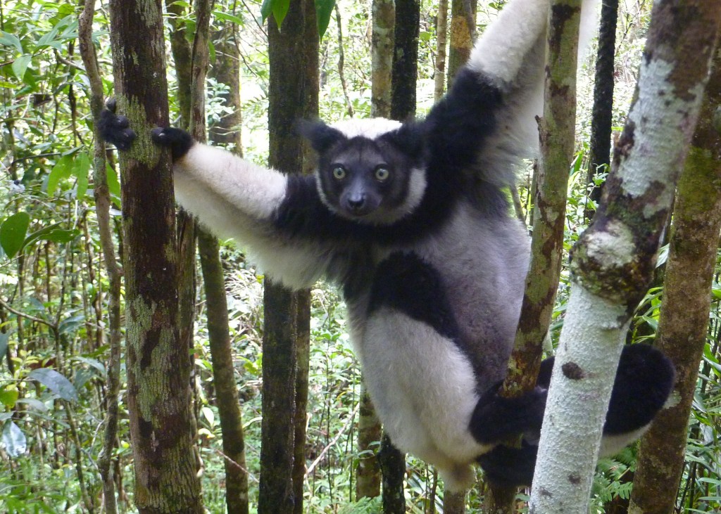 Indri | Animal Wildlife