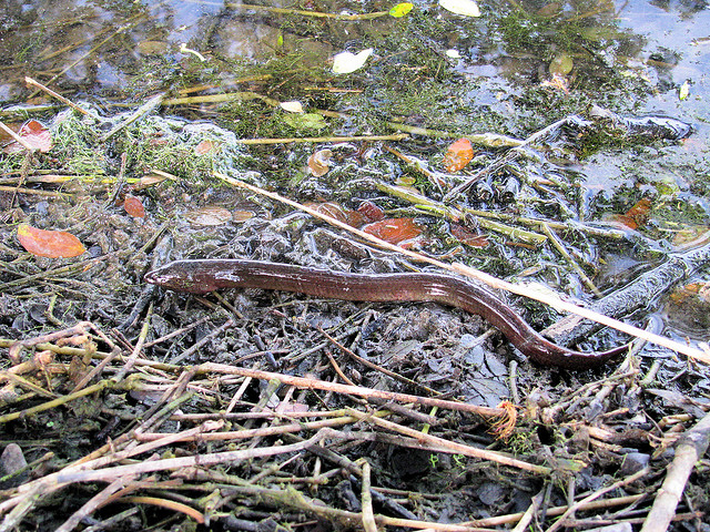 Real Monstrosities: Swamp Eel