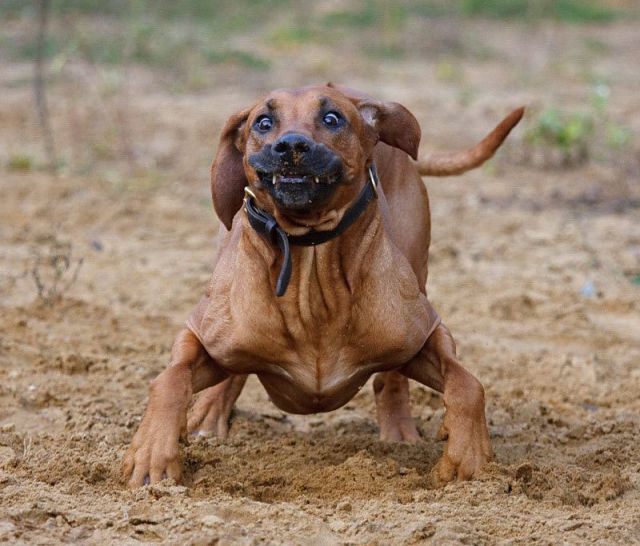 Inspirational And Humorous Scary Dog inspirational-and-humorous-scary-dog