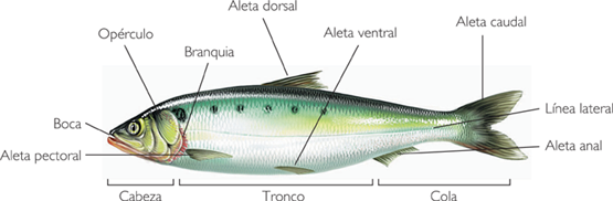 Partes del pez - Imagui