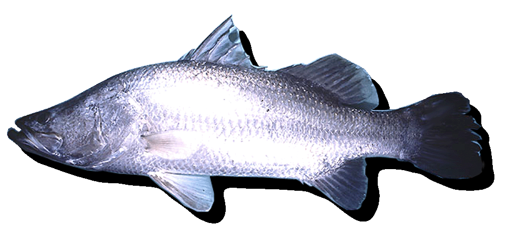 Mancing Mania Group Kaltim: Ikan Kakap Putih Mancing Mania Group Kaltim: Ikan Kakap Putih