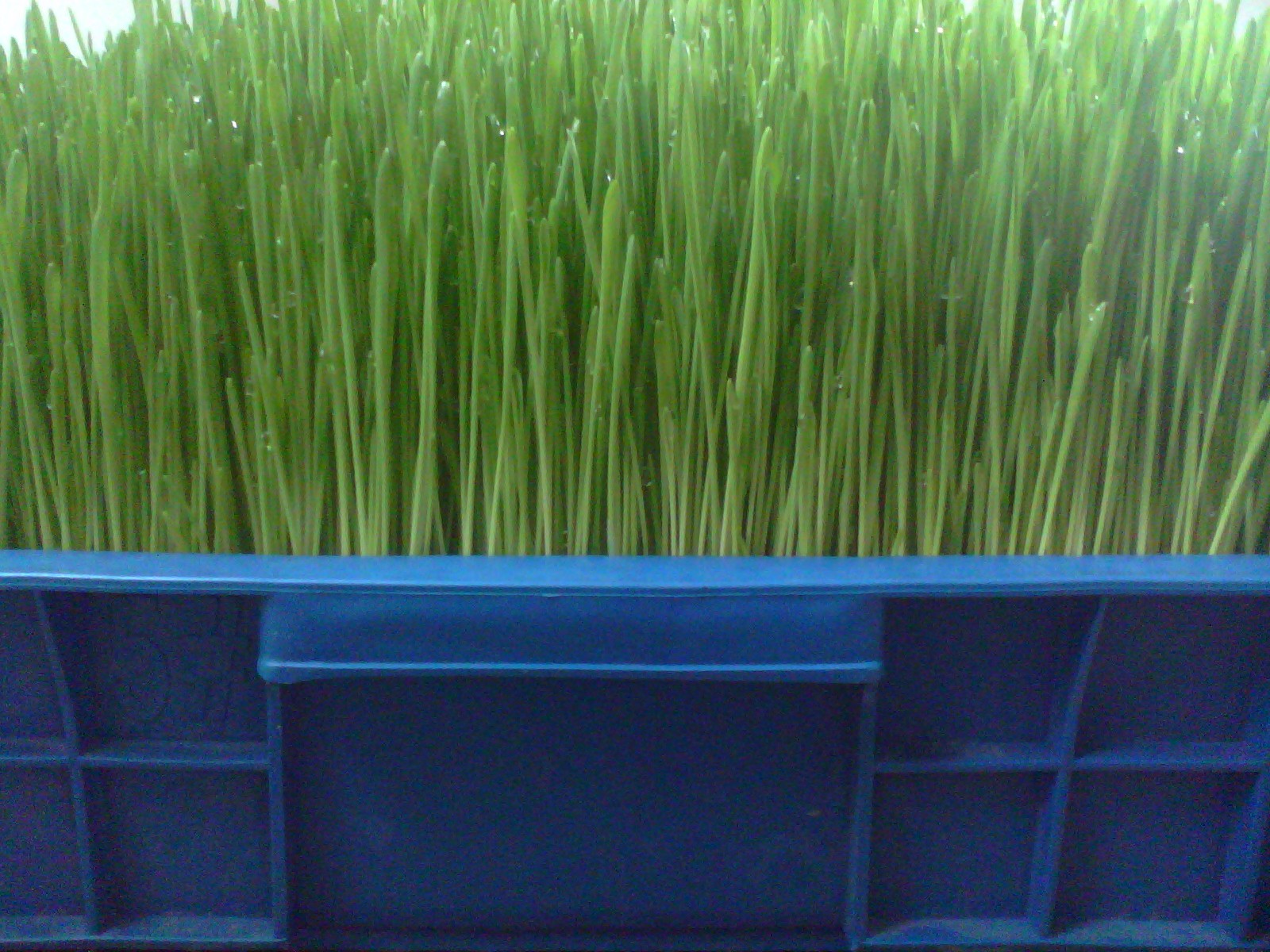 La Ration Alimentaire Des Bovins Fourrage Vert Hydroponique En Alg rie la-ration-alimentaire-des-bovins-fourrage-vert-hydroponique-en-alg-rie