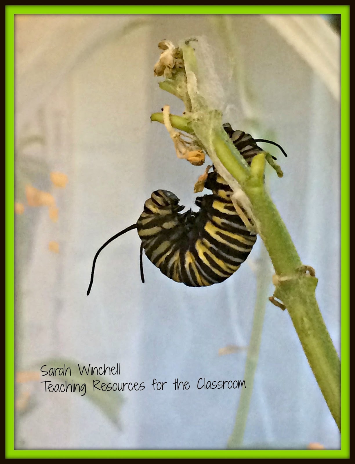 Monarch Butterfly Life Cycle