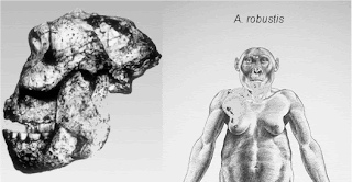 The Ambling Australopithecine: Australopithecus robustus