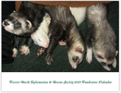 Ferrets North Fundraising Store