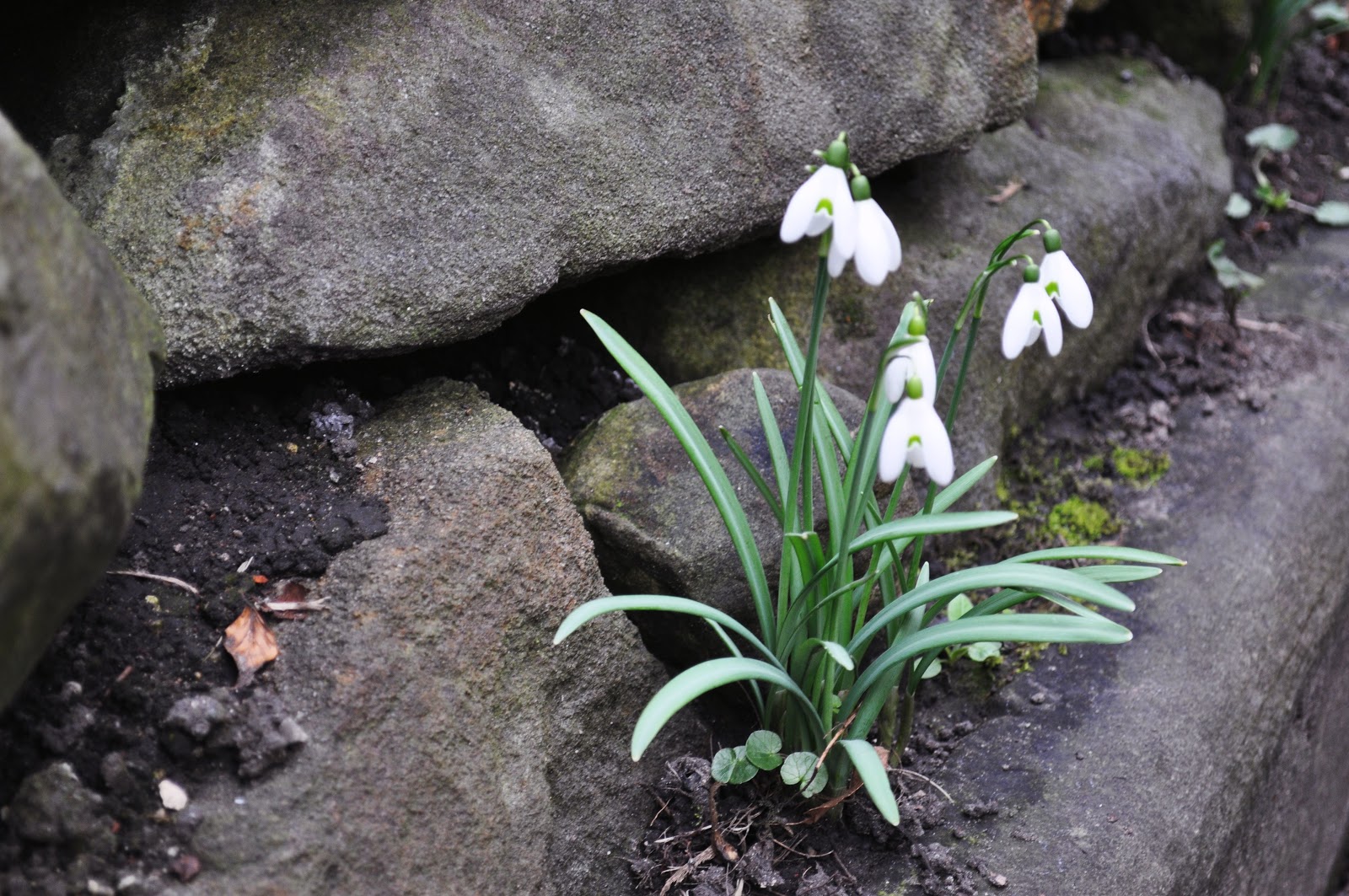 Oh, the places we will go!: The City of York