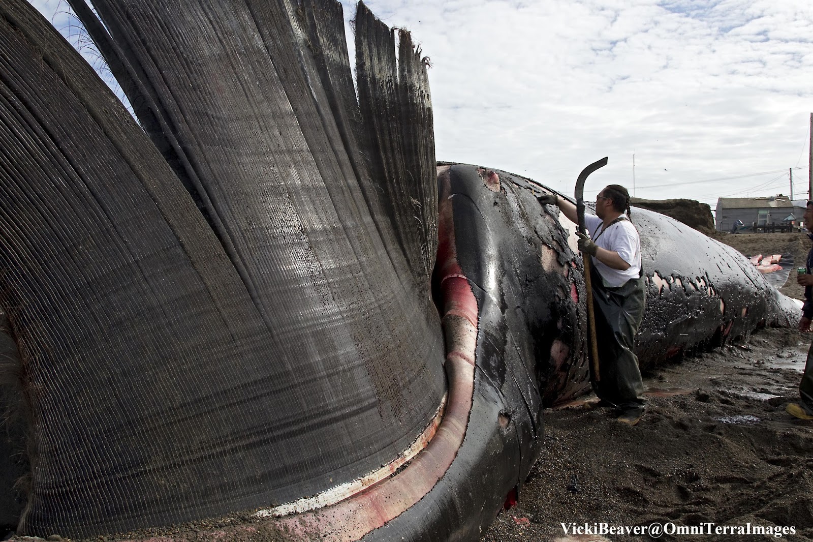 Bowhead Whale Baleen