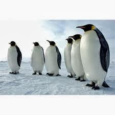 Fingerplays & Action Rhymes: Six Little Penguins