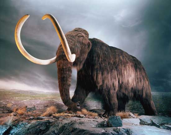 Woolly Mammoth | Animal Wildlife Woolly Mammoth | Animal Wildlife