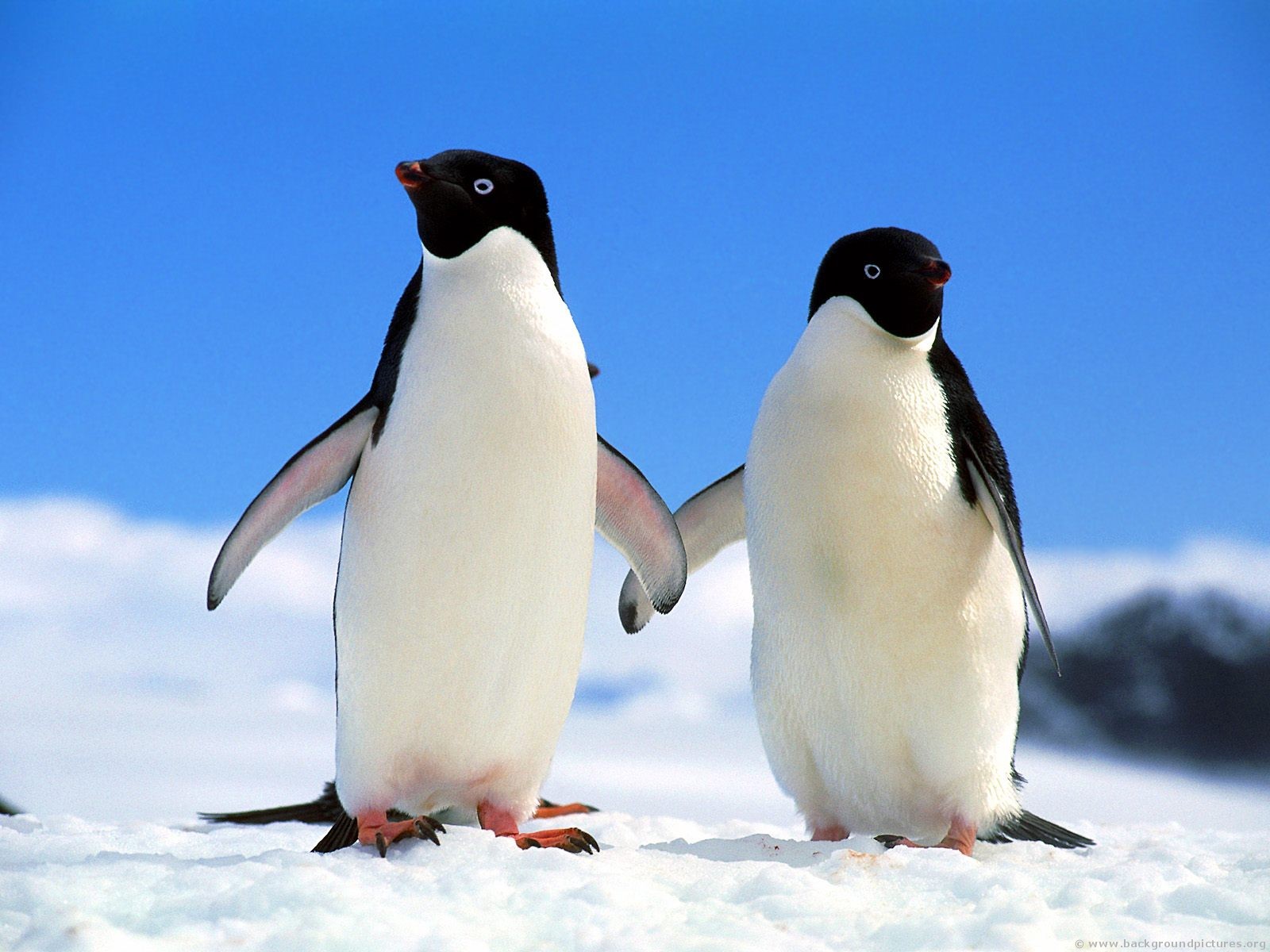 Adelie Penguin Interesting Facts Latest Photographs All Wildlife adelie-penguin-interesting-facts-latest-photographs-all-wildlife