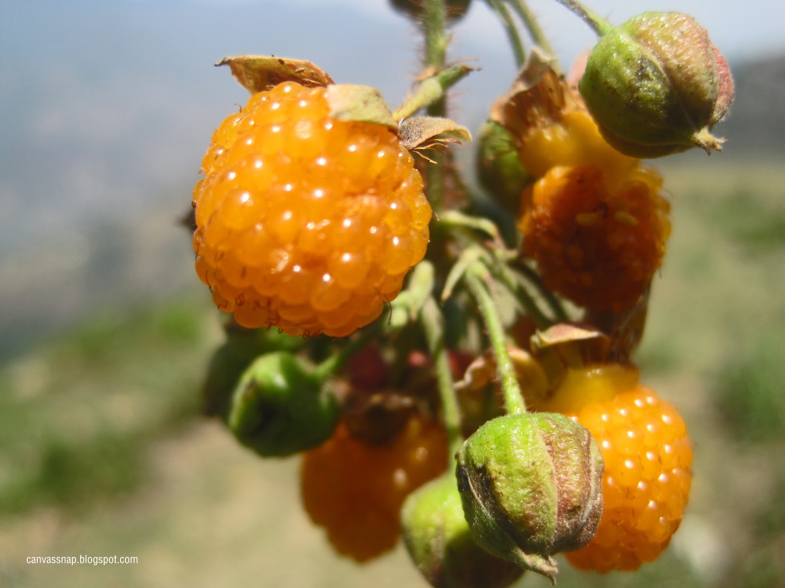 CanvasSnap: Collections of Nepalese Photography and Designs: Aiselu (A ... CanvasSnap: Collections of Nepalese Photography and Designs: Aiselu (A ...