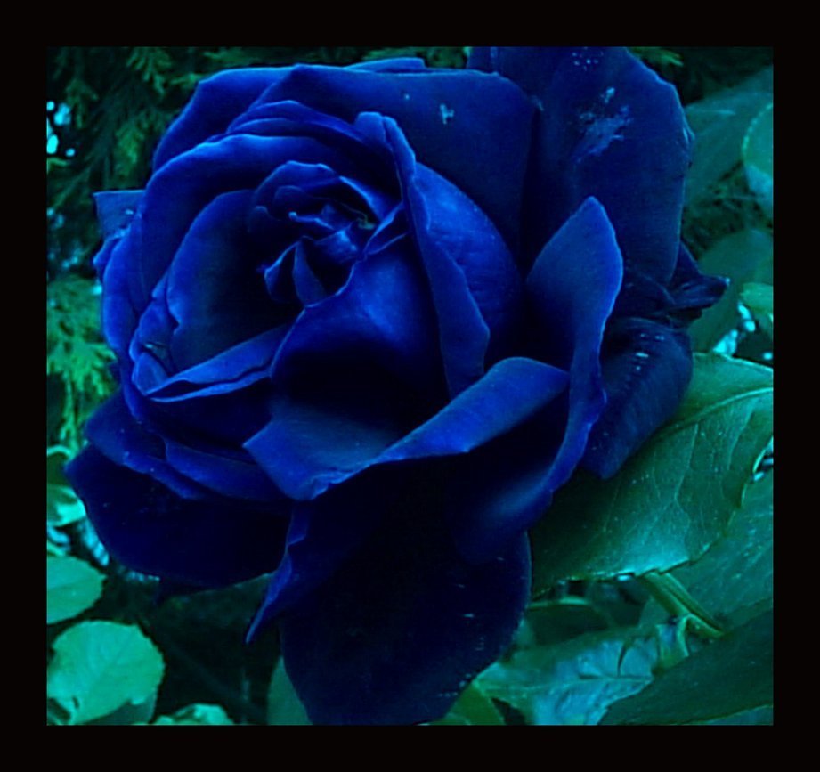 Blue Rose Maybe Navy Blue blue-rose-maybe-navy-blue