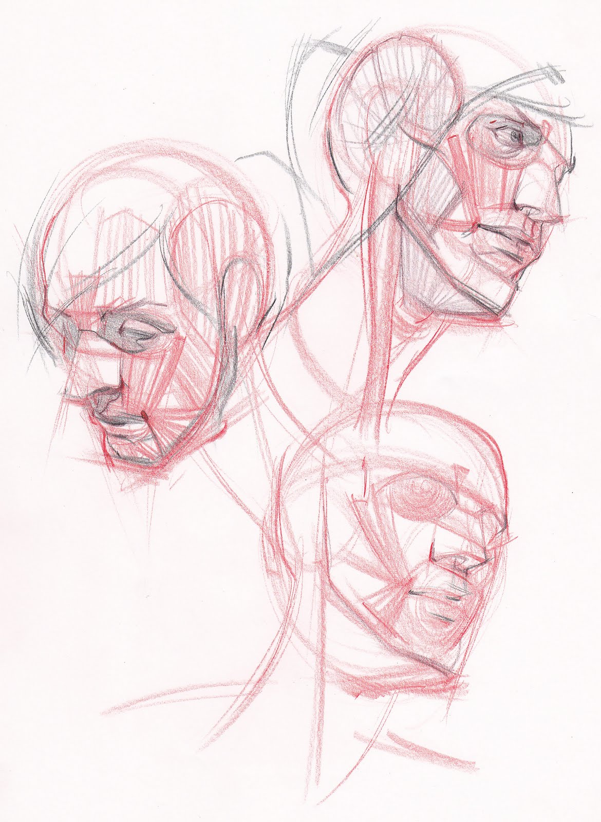 figuredrawing.info news: Head, Neck, and Anatomy figuredrawing.info news: Head, Neck, and Anatomy