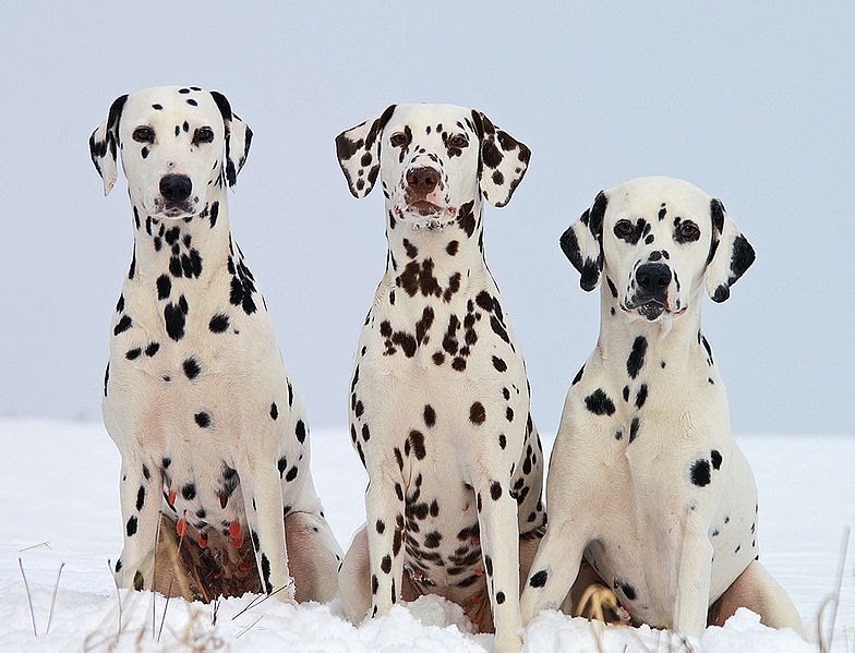 Musings Of A Biologist And Dog Lover Mismark Case Study Dalmatian musings-of-a-biologist-and-dog-lover-mismark-case-study-dalmatian