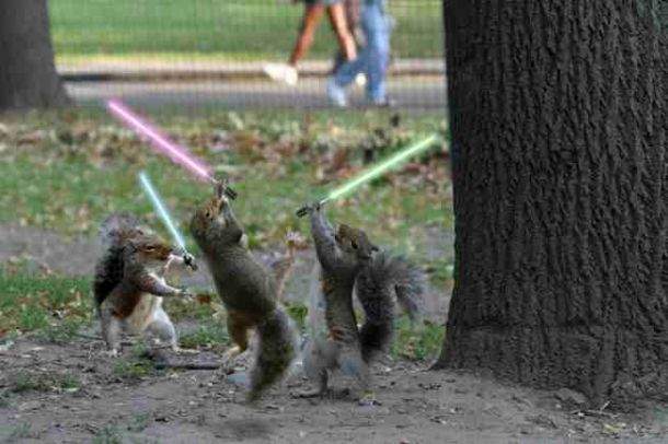 Funny squirrels with lightsabers |Funny Animal