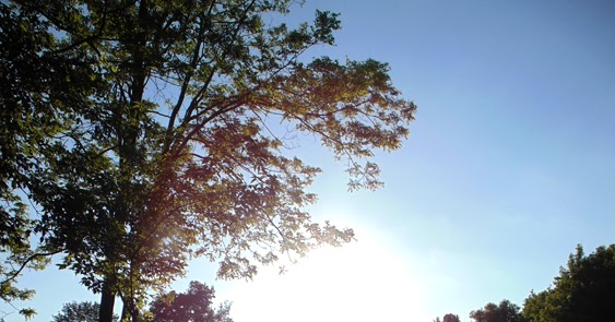 Pixie Hill: A Mid-Summer Progress Report