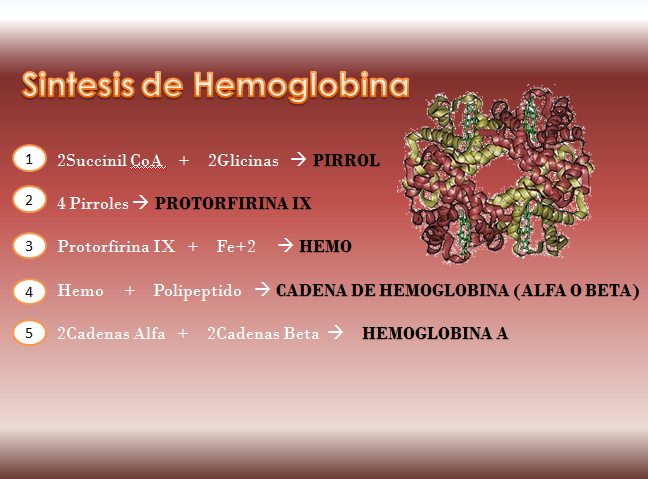 El Mundo de la Fisiologia : Sintesis de Hemoglobina El Mundo de la Fisiologia : Sintesis de Hemoglobina
